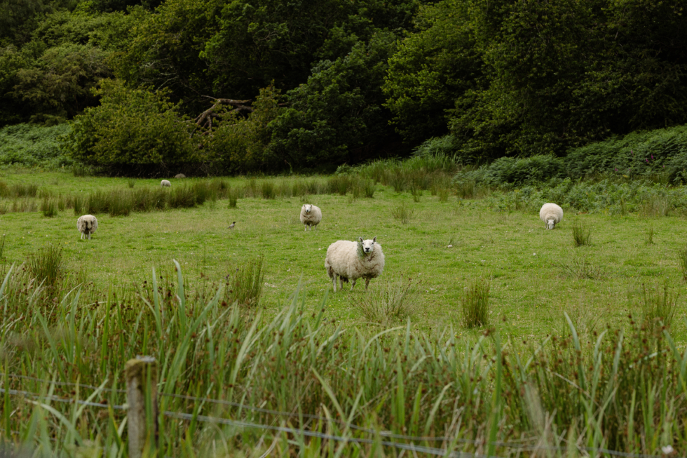 A Highland Micro Wedding at Tulach Ard - Lynne Kennedy Photography